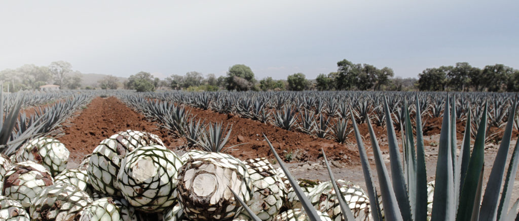 Events - Arroyo Vino Restaurant & Wine Shop in Santa Fe